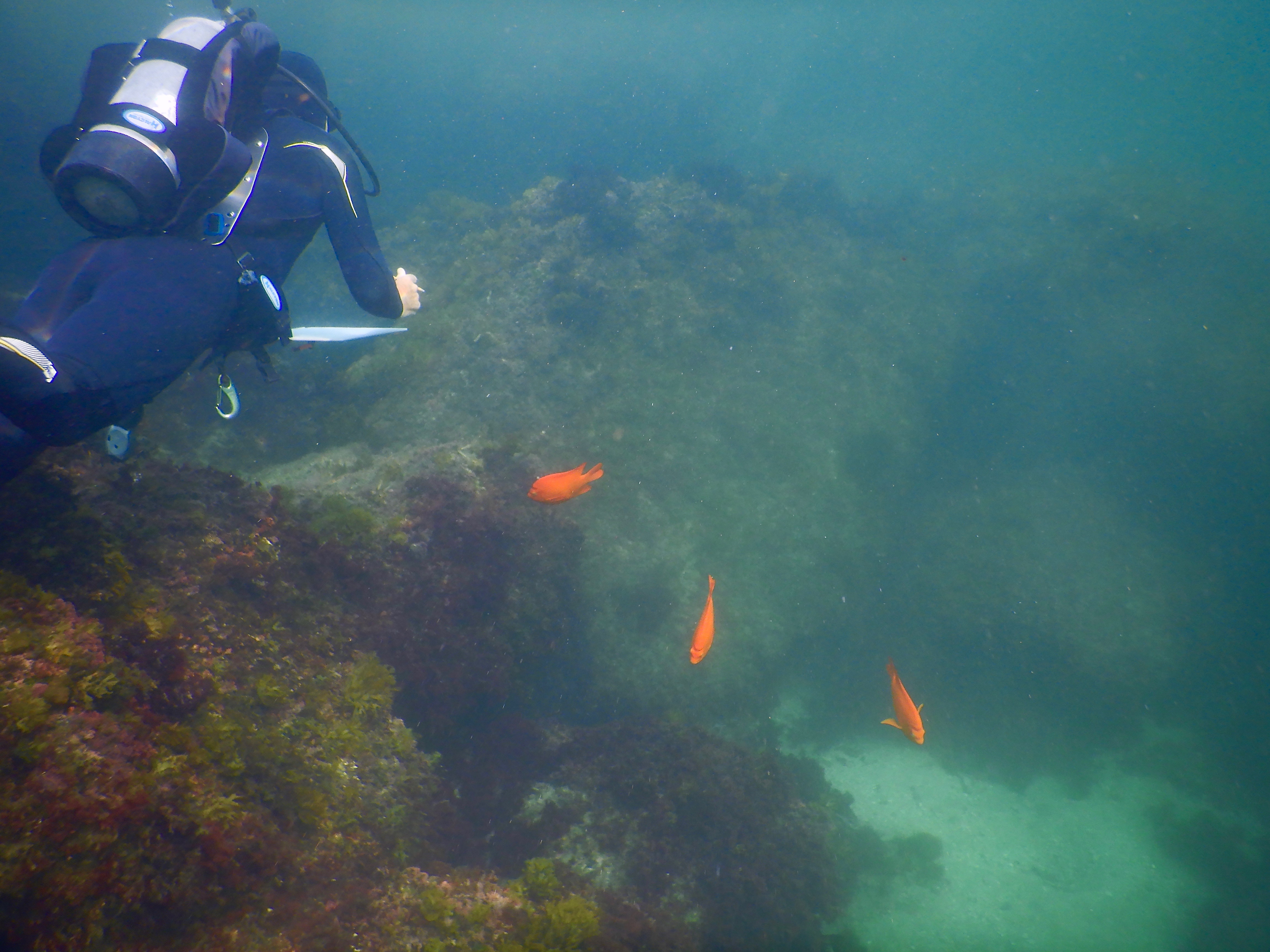 Rocky Reef Ecology | Occidental College