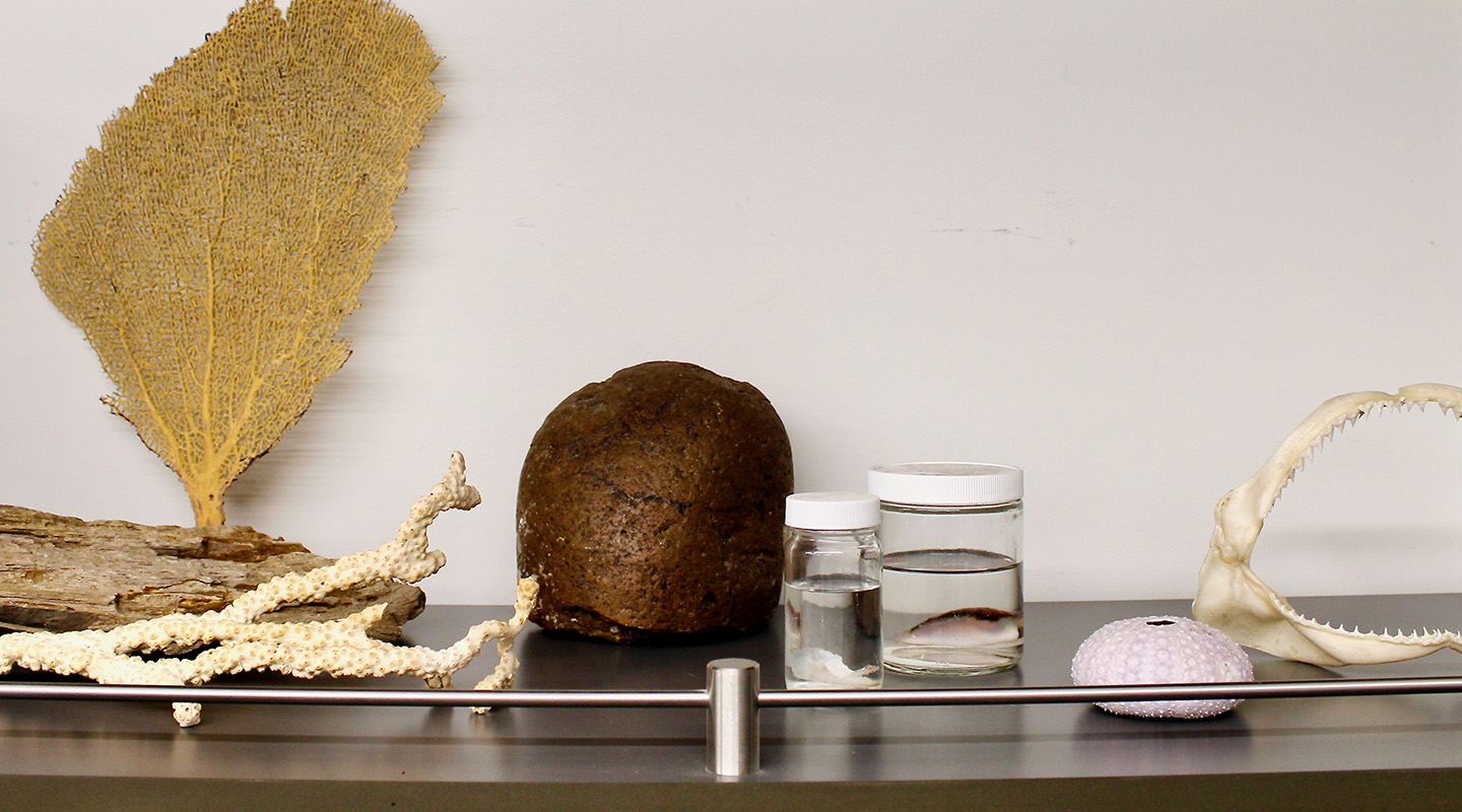 Biodiversity Collection | Occidental College