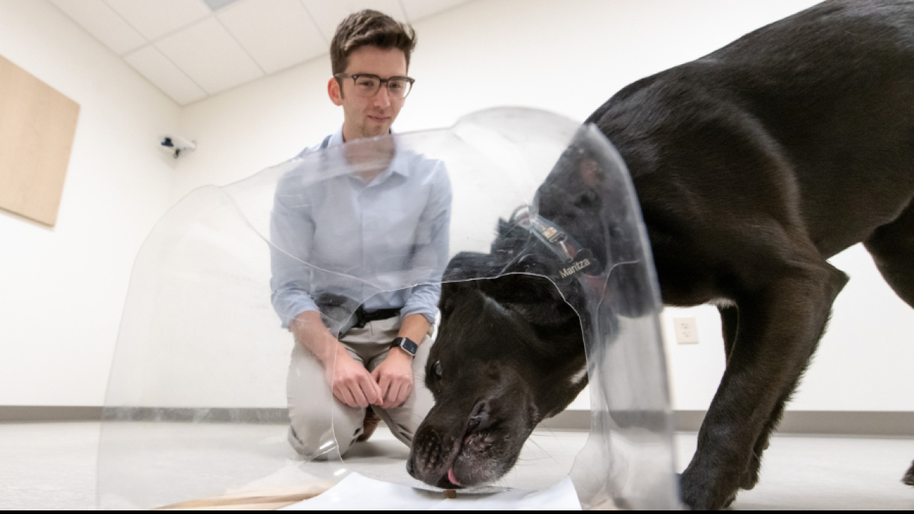 Occidental Canine Cognition Lab Studies Social Relationships Between ...