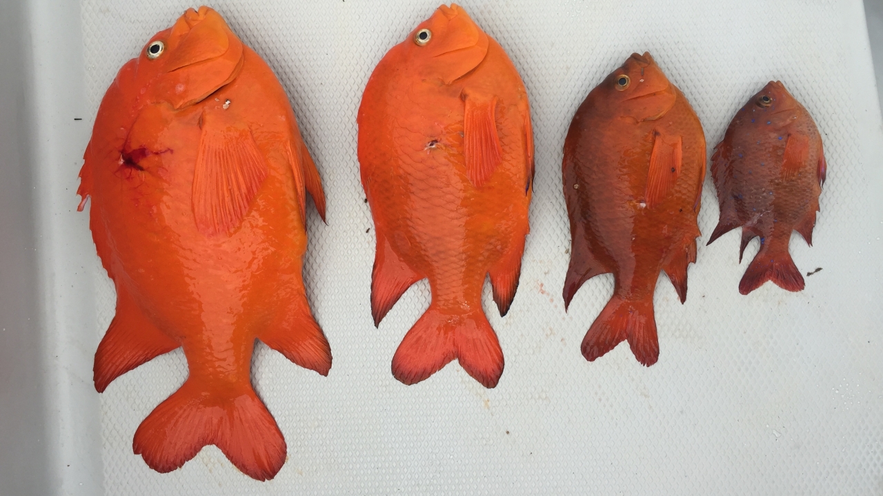 Fish Life History | Occidental College