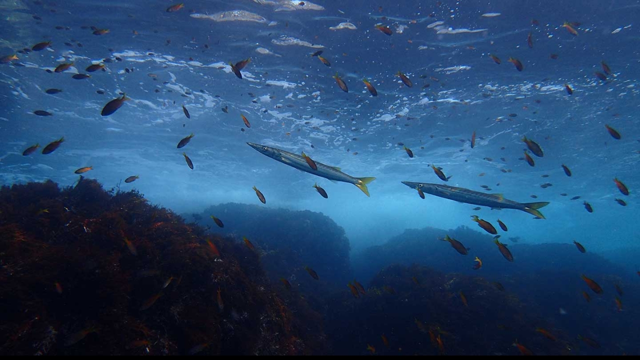 biological oceanography