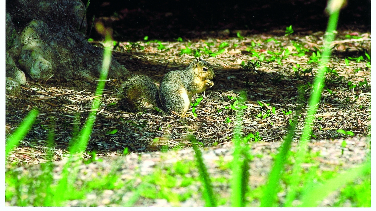 Squirrels Among Us | Occidental College